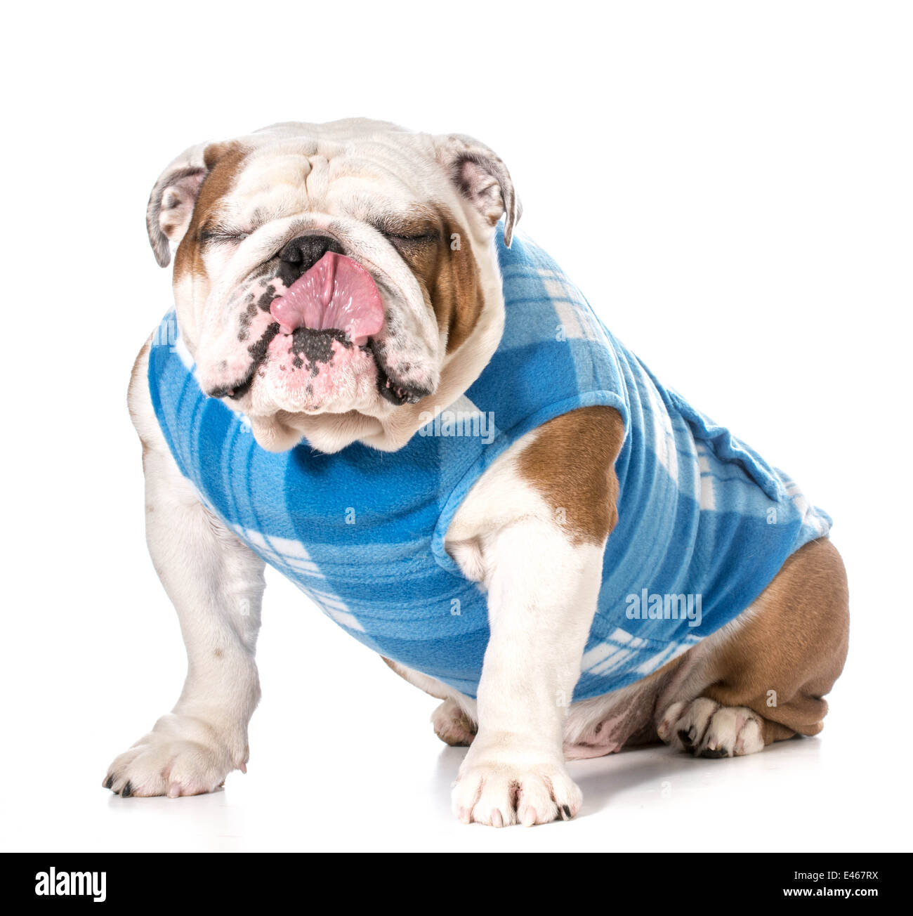 english bulldog wearing blue coat Stock Photo - Alamy
