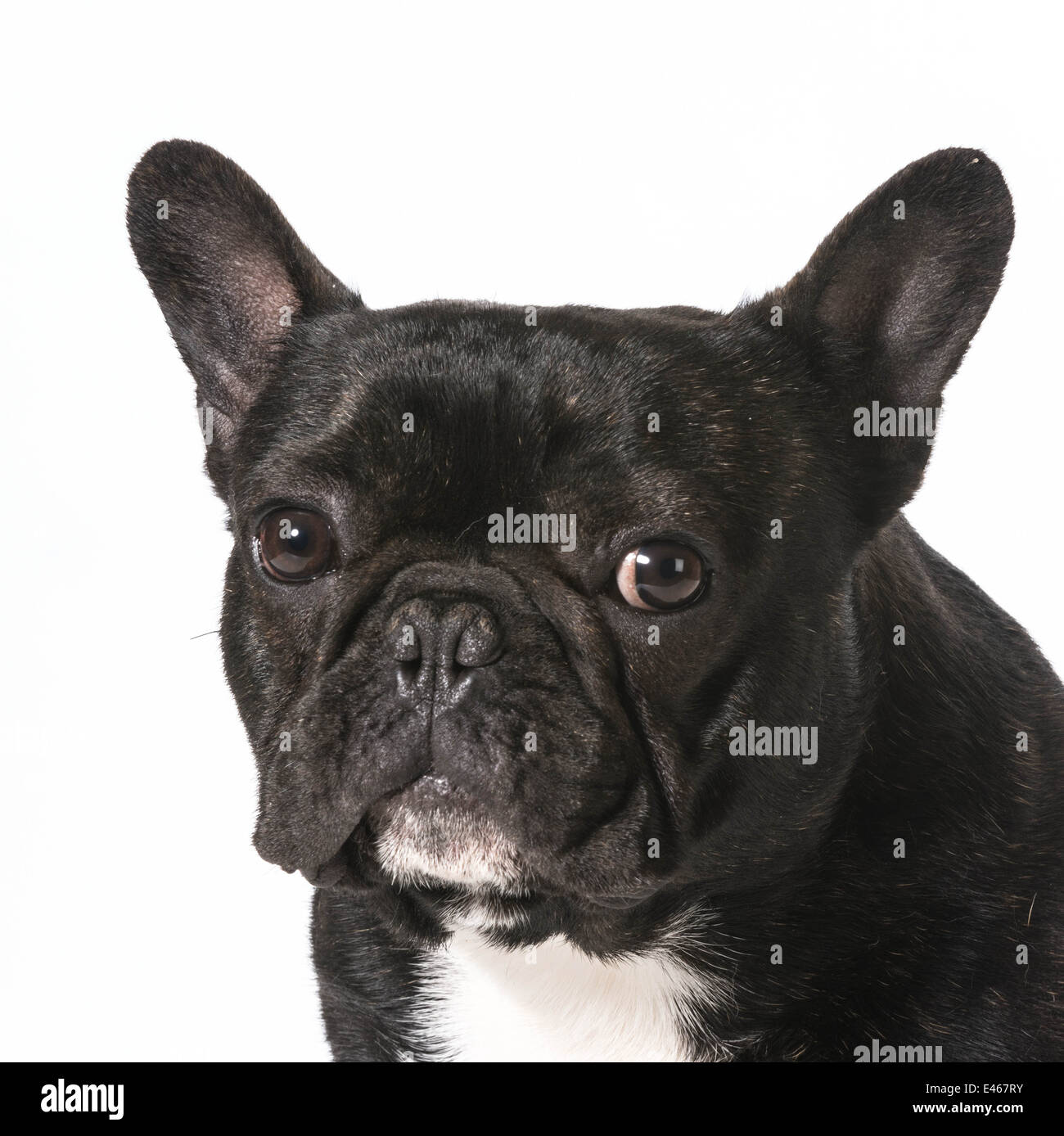 One year old french bulldog hi-res stock photography and images - Alamy