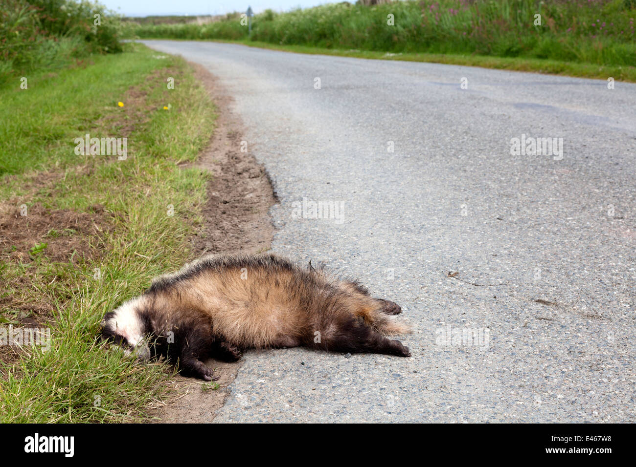 Dead badger beside the road, Pembrokeshire Stock Photo - Alamy