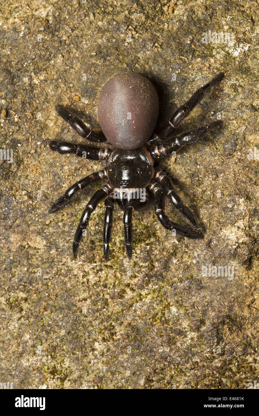 Front eyed trapdoor spider , Female, Heligmomerus maximus, Common ...