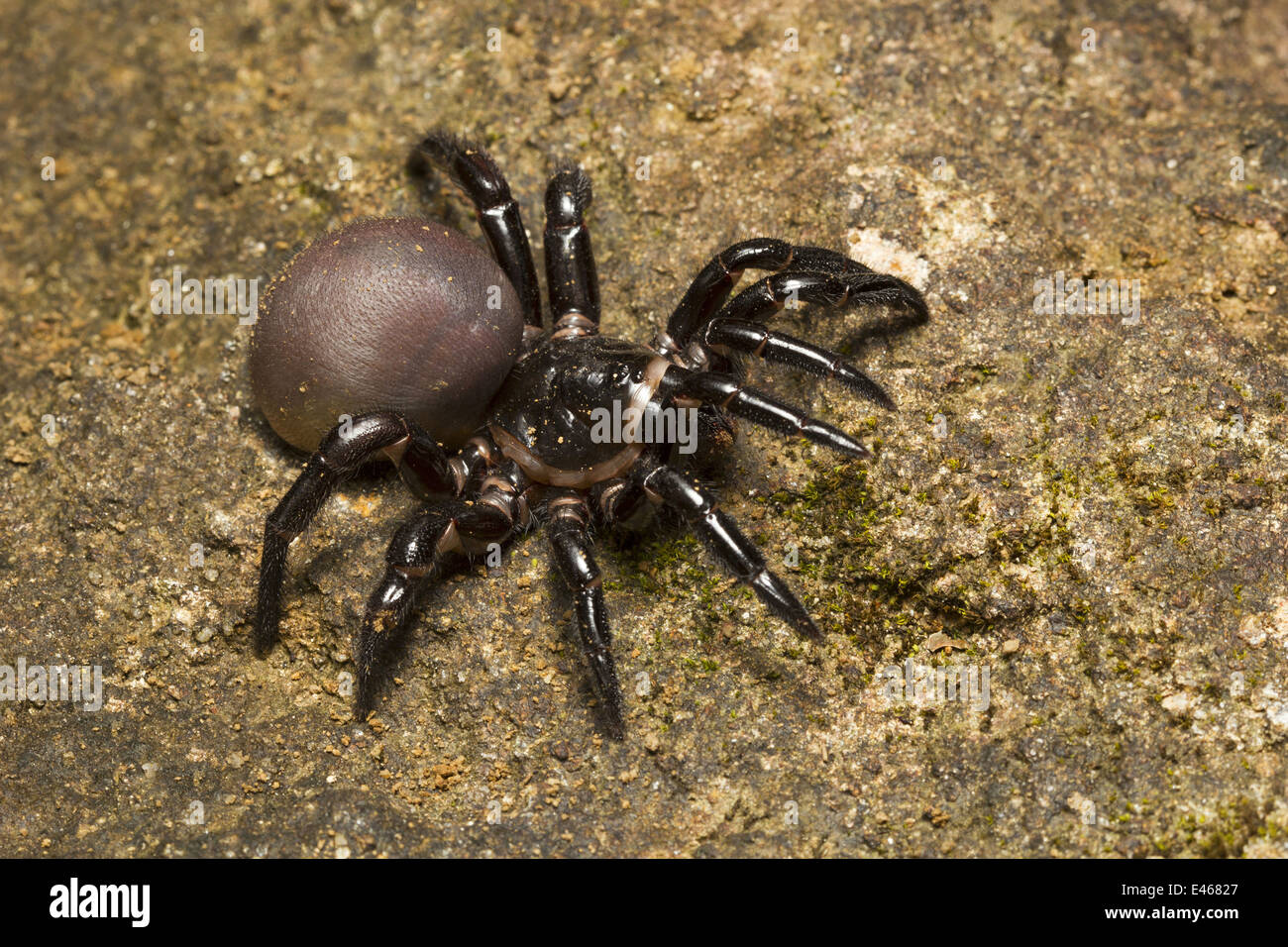 Front eyed trapdoor spider , Female, Heligmomerus maximus, Common ...