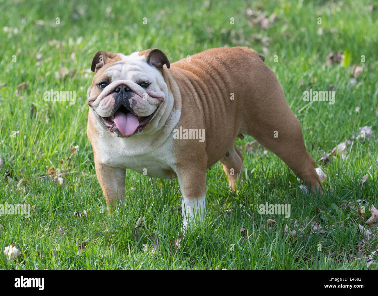 English bulldog outside hi-res stock photography and images - Alamy
