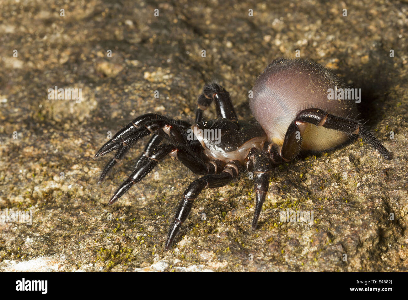 Front eyed trapdoor spider , Female, Heligmomerus maximus, Common ...