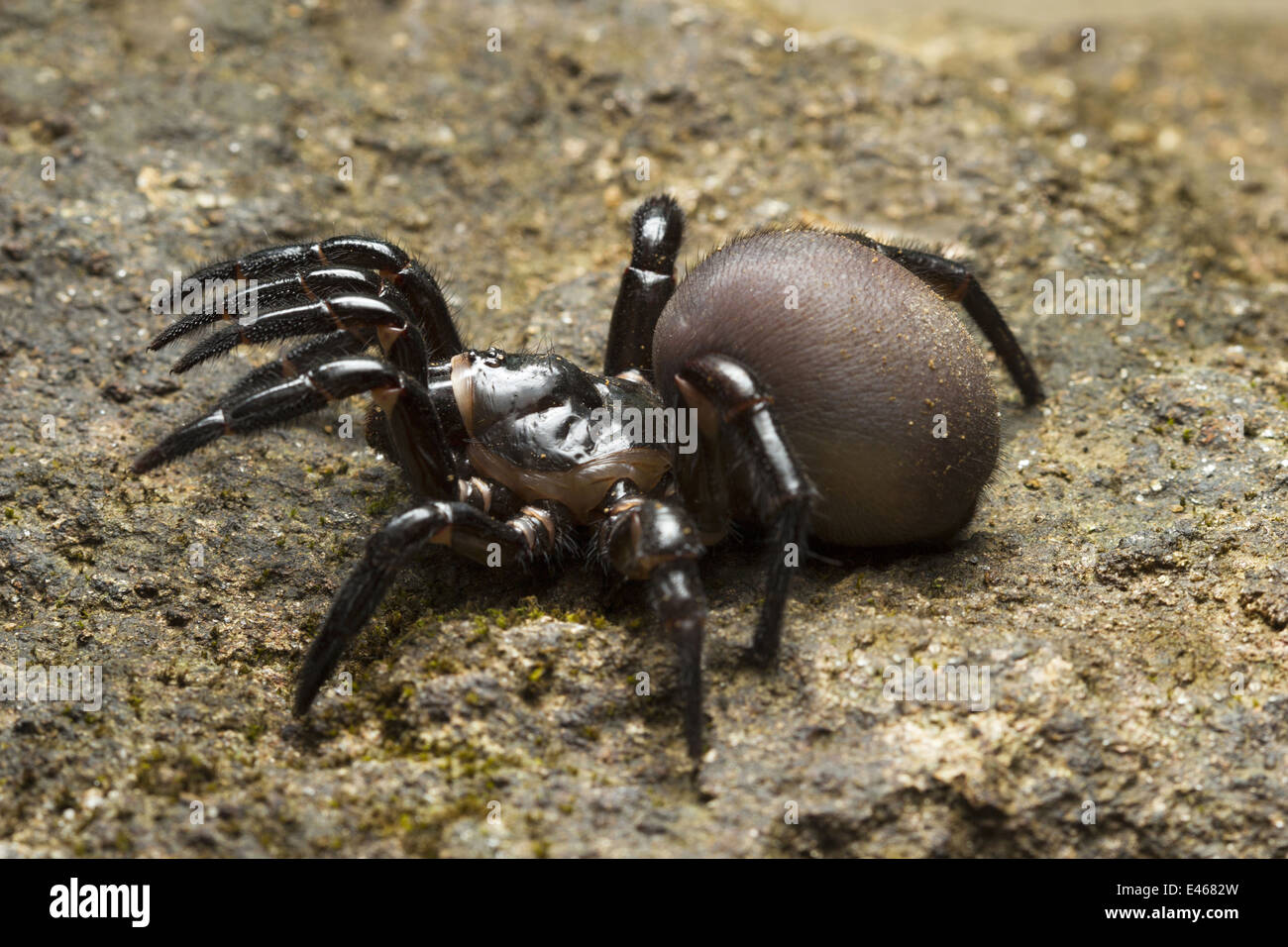 Front eyed trapdoor spider , Female, Heligmomerus maximus, Common ...