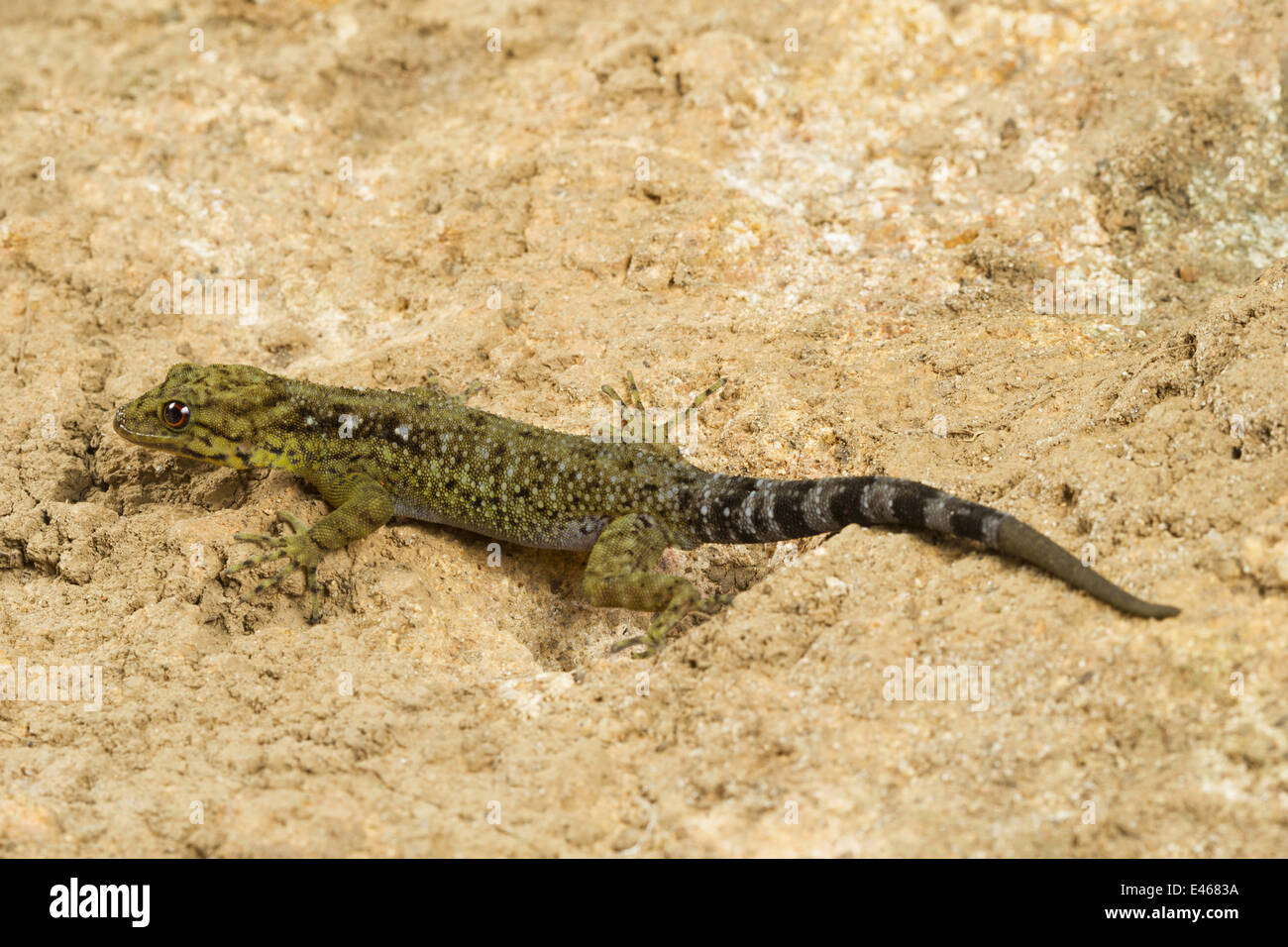 DWARF GECKO, Cnemaspis sp., Common, Peppara Wildlife Sanctuary, Kerala ...