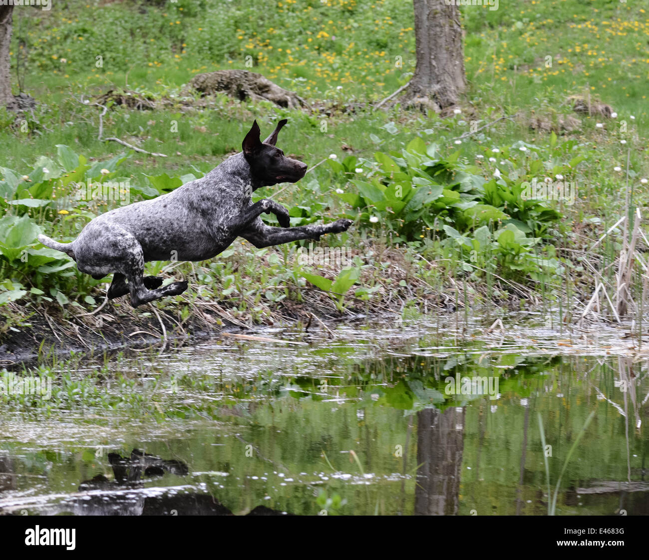 german shorthaired pointer jumping into the river Stock Photo - Alamy