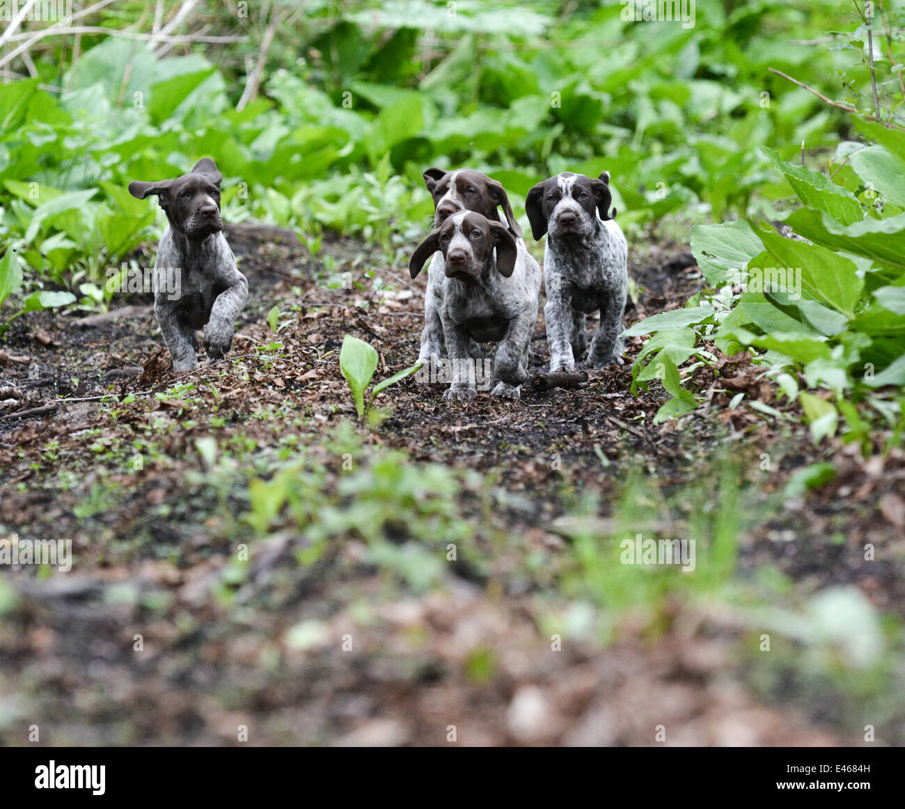 german shorthaired pointer litter running in the forest - 8 weeks old ...