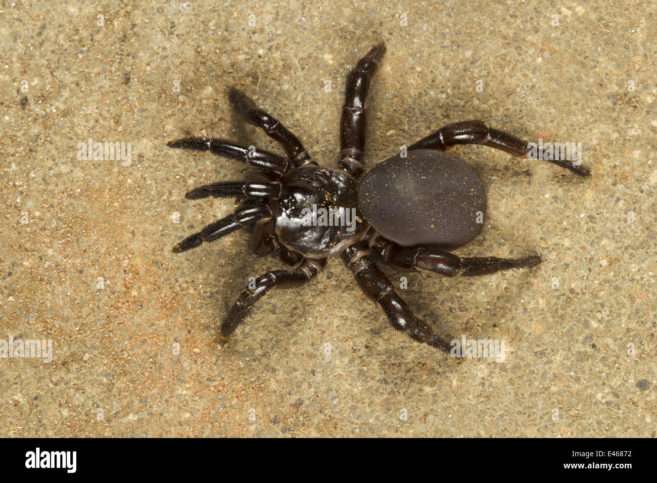 Front eyed trapdoor spider , Female, Heligmomerus maximus, Common ...