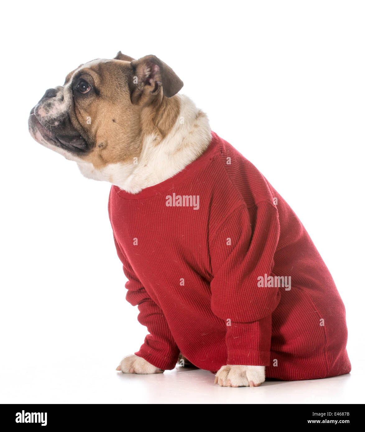 english bulldog puppy wearing red sweater on white background Stock ...
