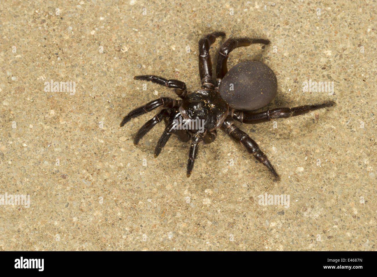 Front eyed trapdoor spider , Female, Heligmomerus maximus, Common ...