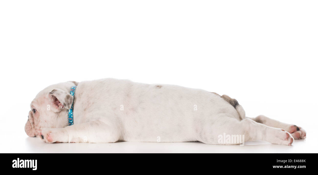 tired english bulldog puppy laying down stretched out on white ...