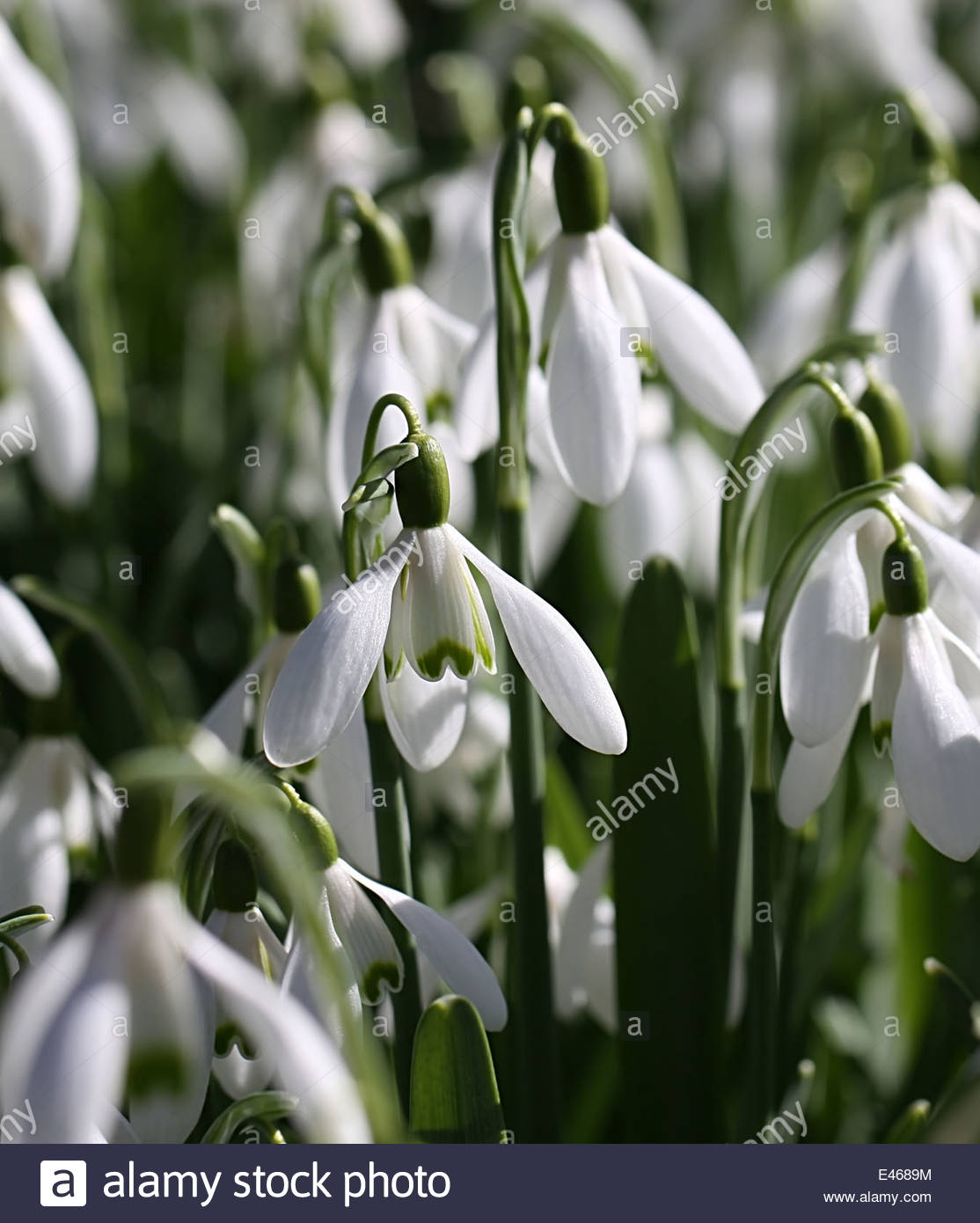 SNOWDROP WILDFLOWERS, in South West France Stock Photo - Alamy