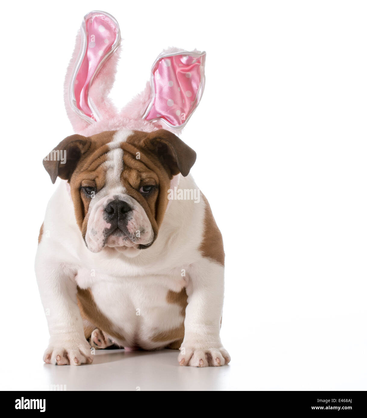 english bulldog wearing bunny ears Stock Photo - Alamy