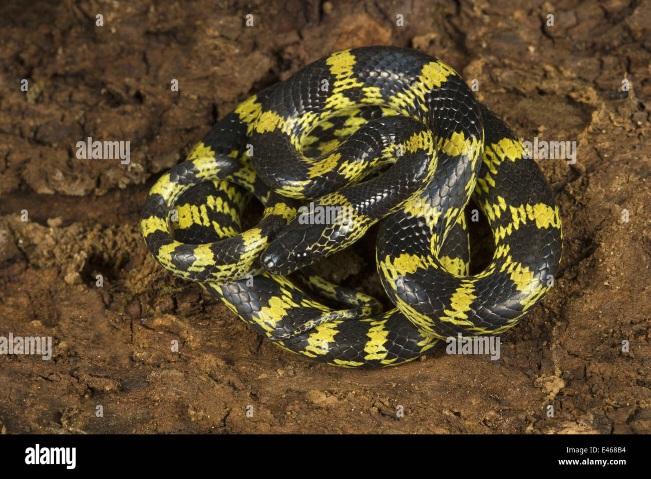 Travancore wolf snake, Lycodon travancoricus, Common, Idukki Wildlife ...