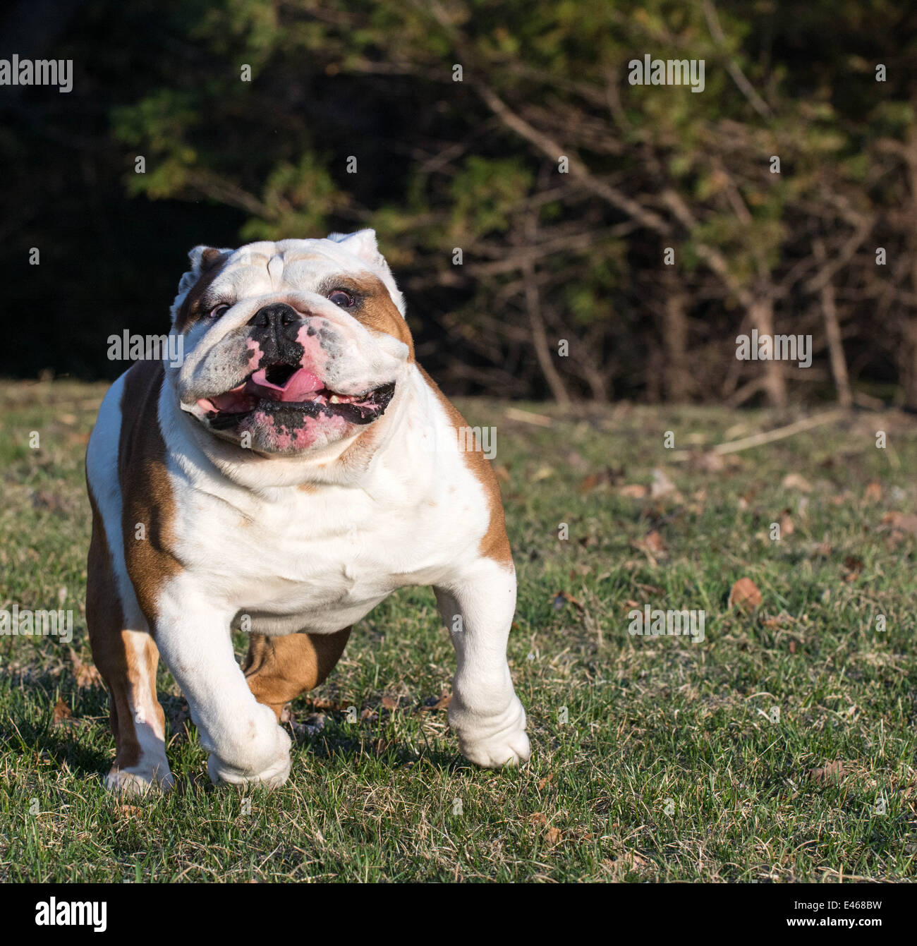 english bulldog running in the grass Stock Photo - Alamy