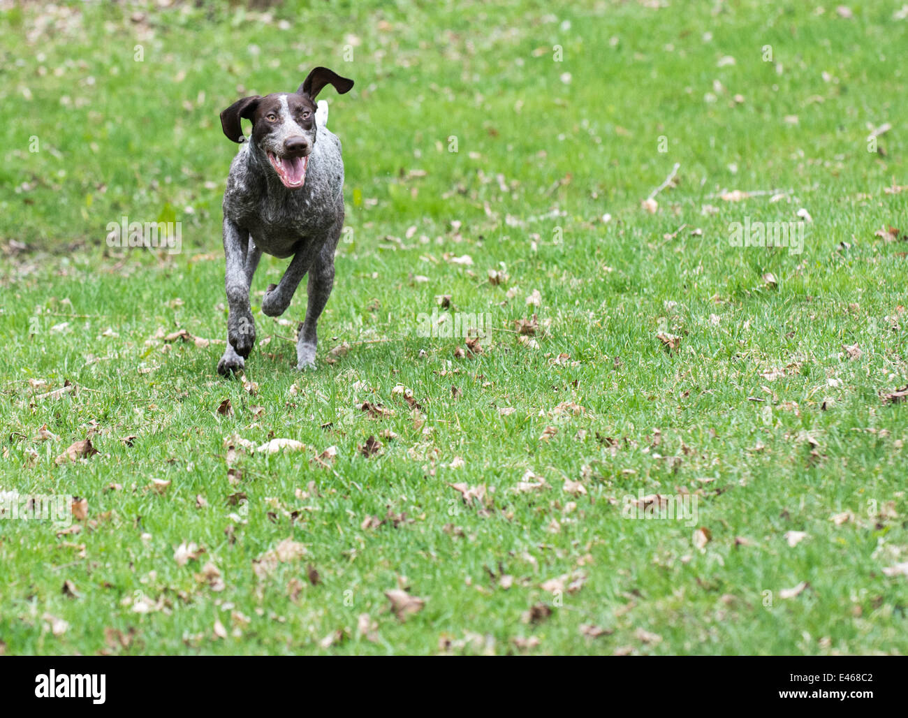 German shorthaired pointer running in hi-res stock photography and ...