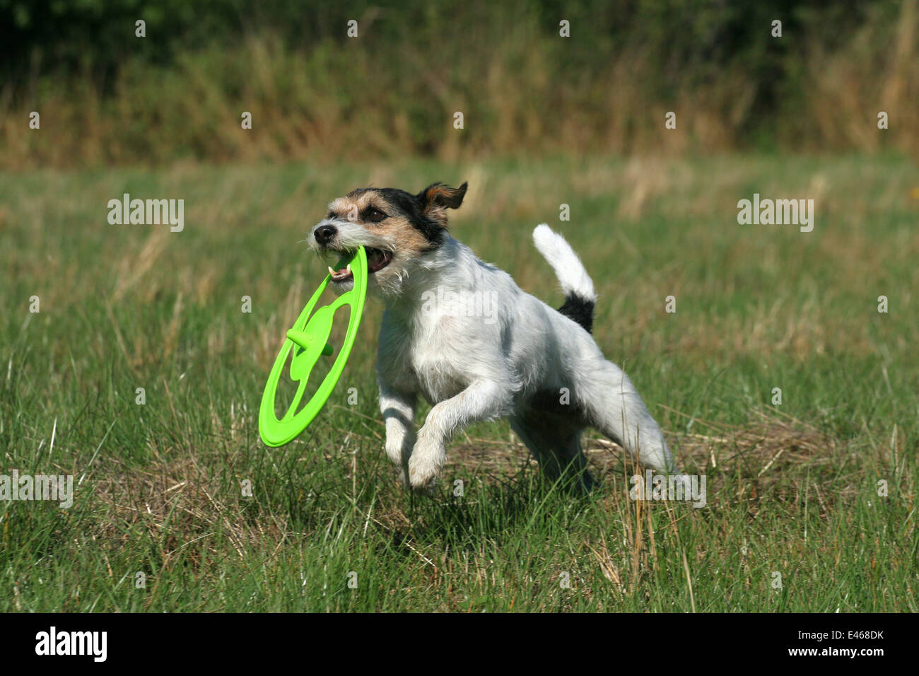 Jack russell terrier frisbee hi-res stock photography and images - Alamy
