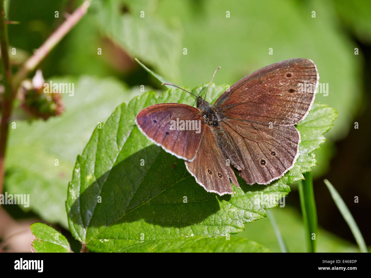 Ringlet butterfly resting on leaf. Bookham Common, Surrey, England ...