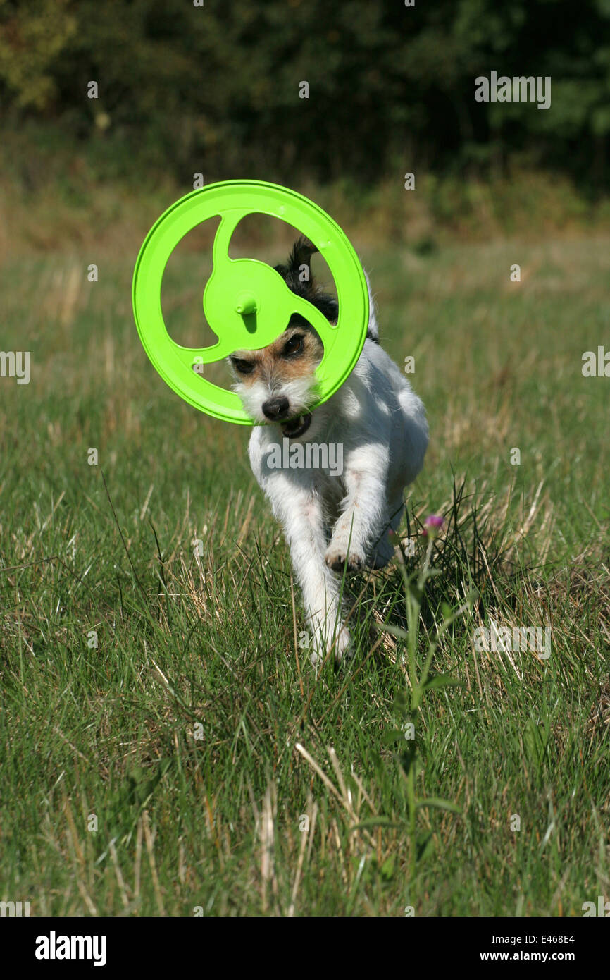 Jack russell terrier frisbee hi-res stock photography and images - Alamy