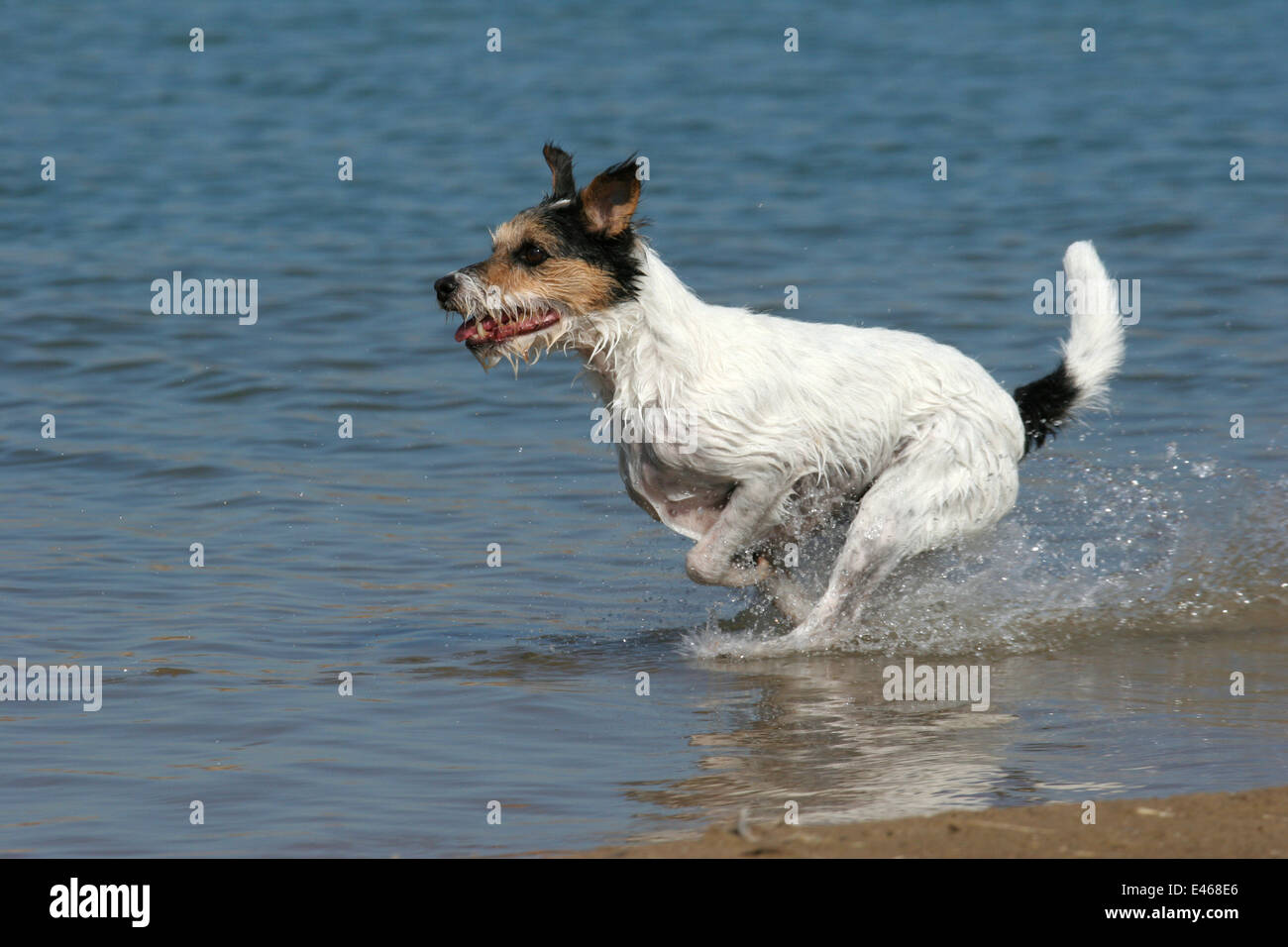 running Parson Russell Terrier Stock Photo - Alamy
