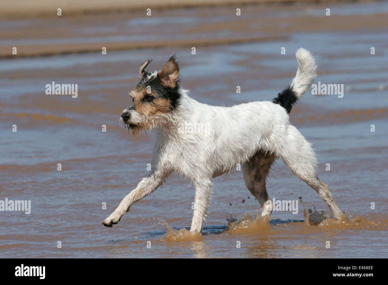 running Parson Russell Terrier Stock Photo - Alamy