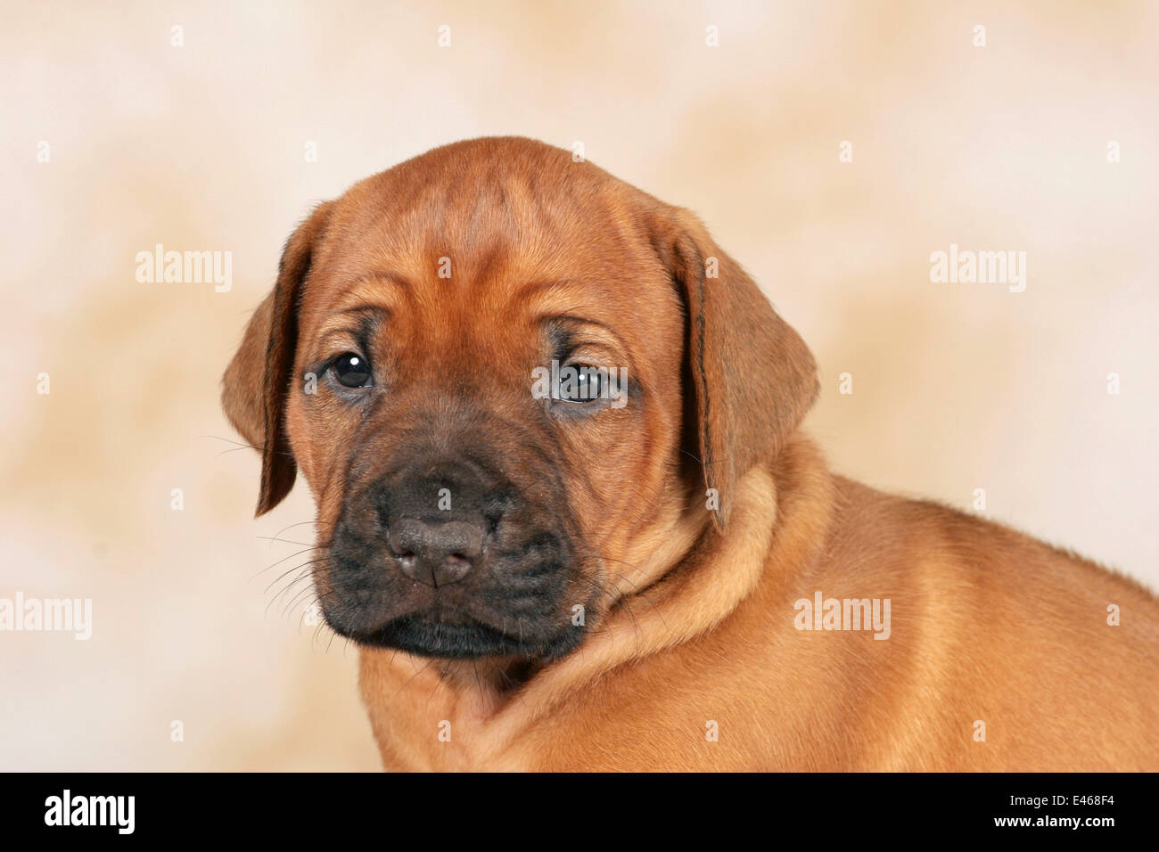 Rhodesian Ridgeback puppy portrait Stock Photo - Alamy