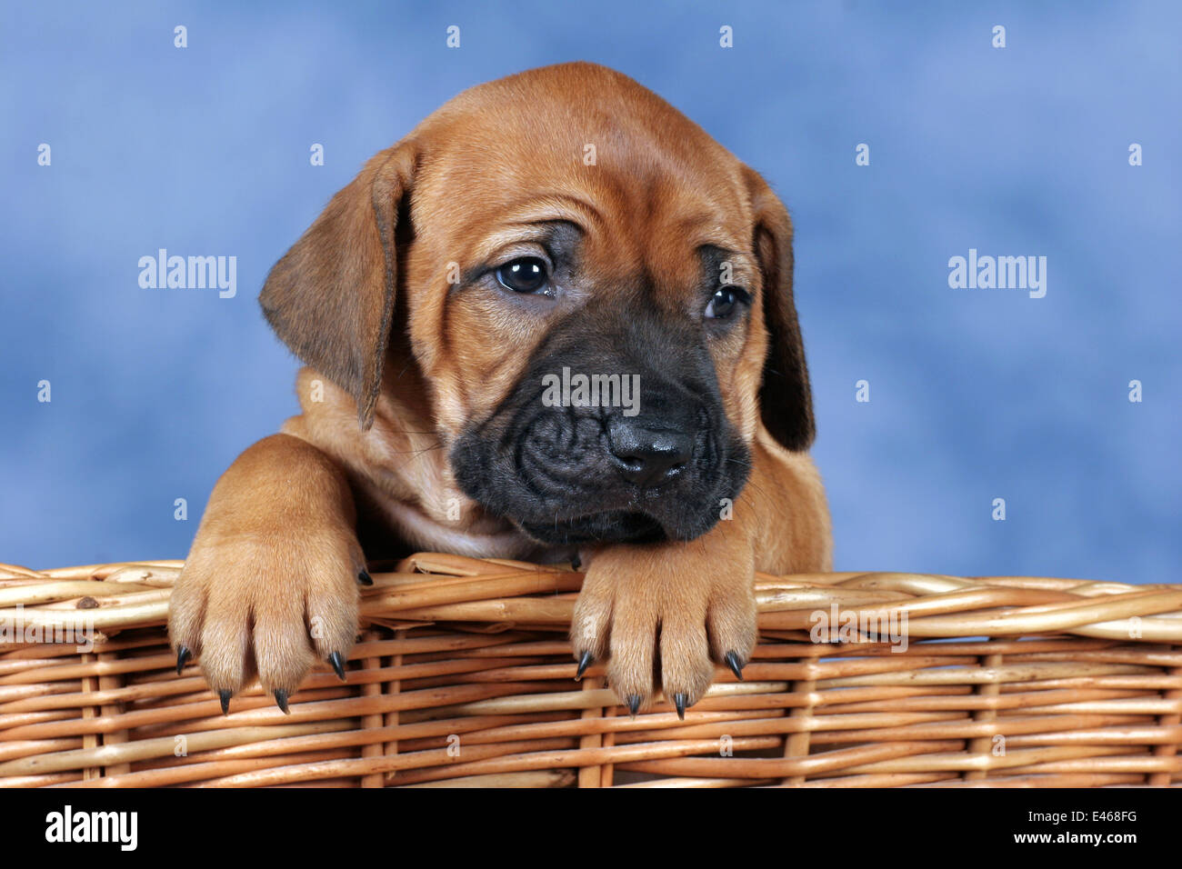 Rhodesian Ridgeback puppy in basket Stock Photo - Alamy
