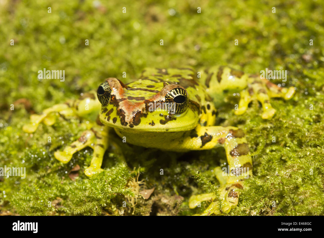Variable Gliding Frog, Ghatixalus variablis, Common, Eravikulam ...