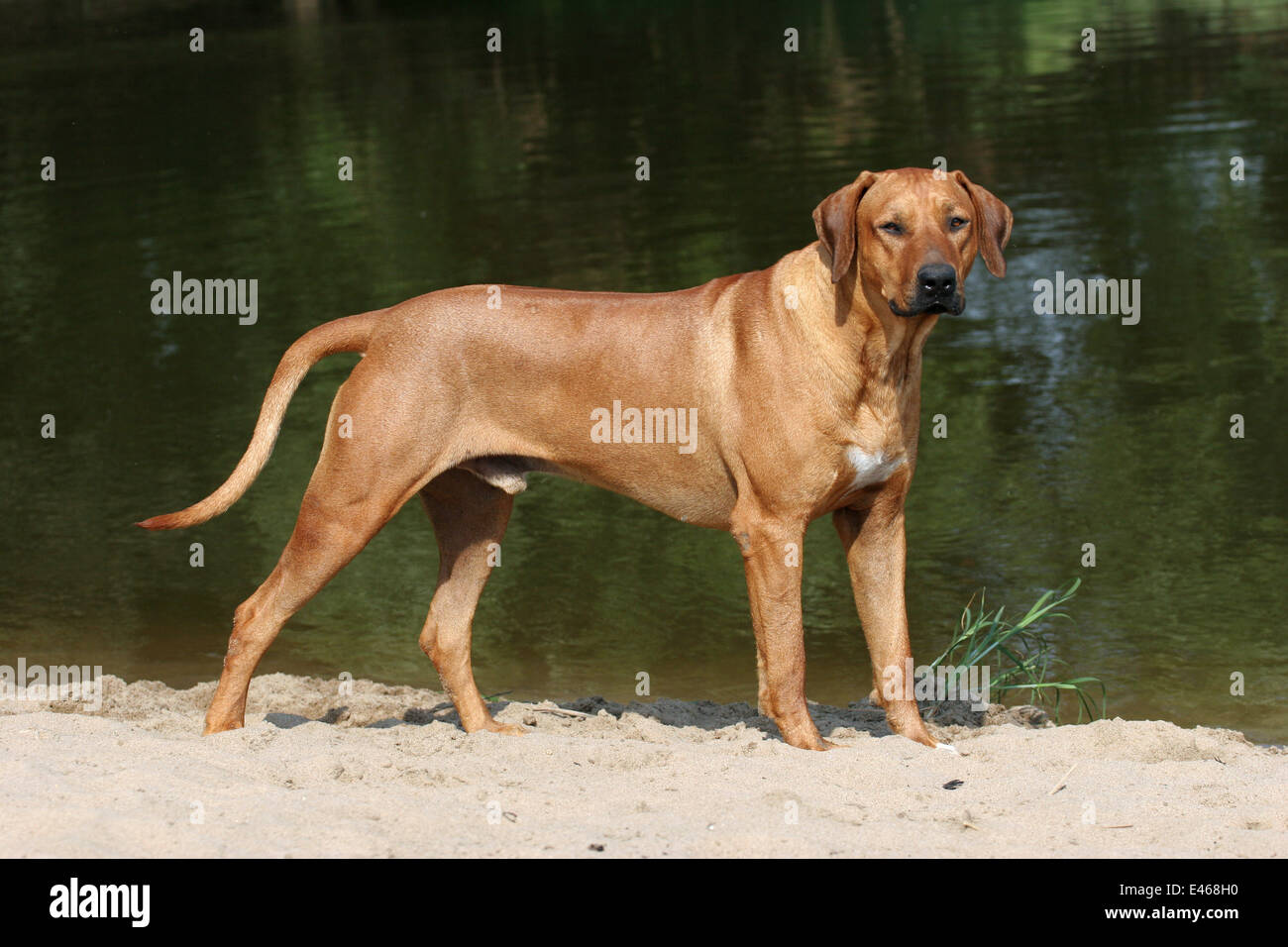 standing Rhodesian Ridgeback Stock Photo - Alamy