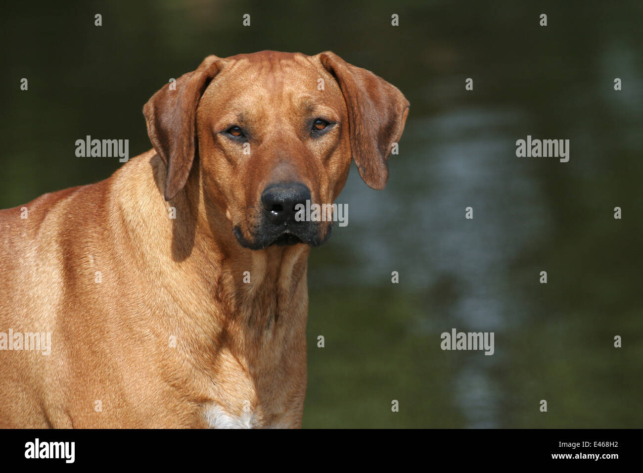 Rhodesian Ridgeback Portrait Stock Photo - Alamy