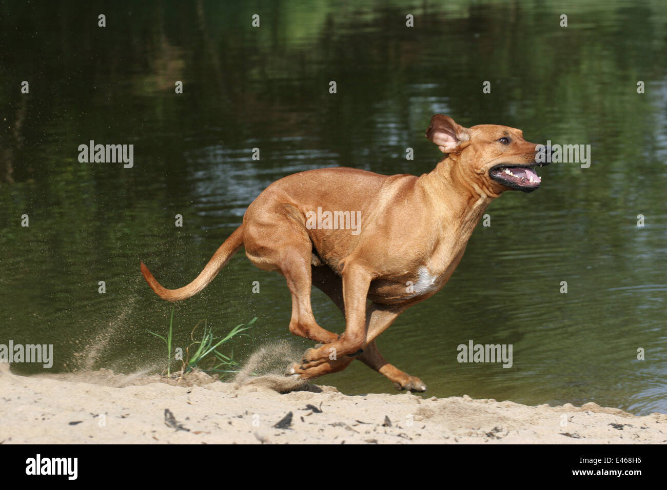 running Rhodesian Ridgeback Stock Photo - Alamy