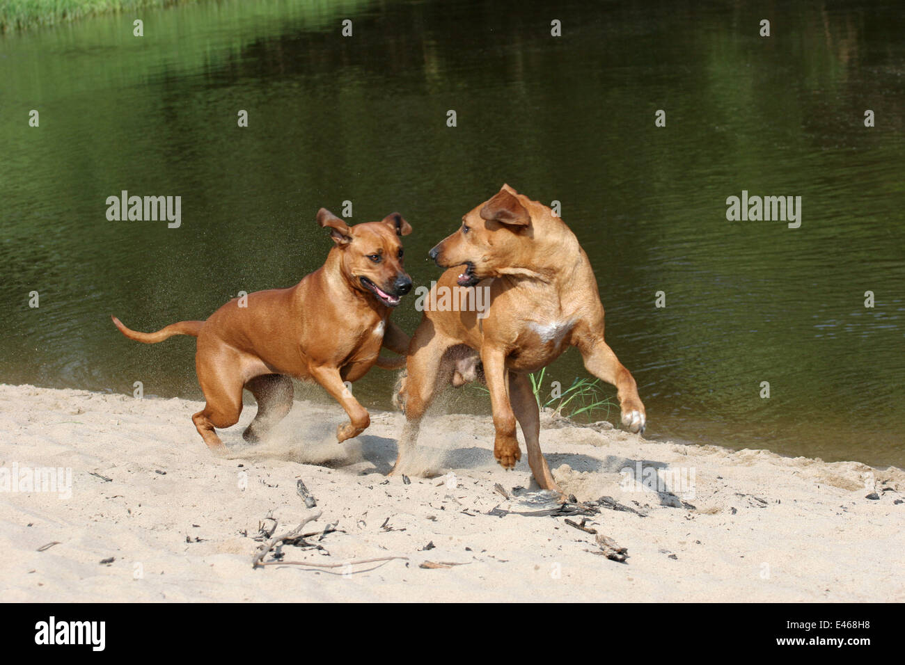 playing Rhodesian Ridgebacks Stock Photo - Alamy