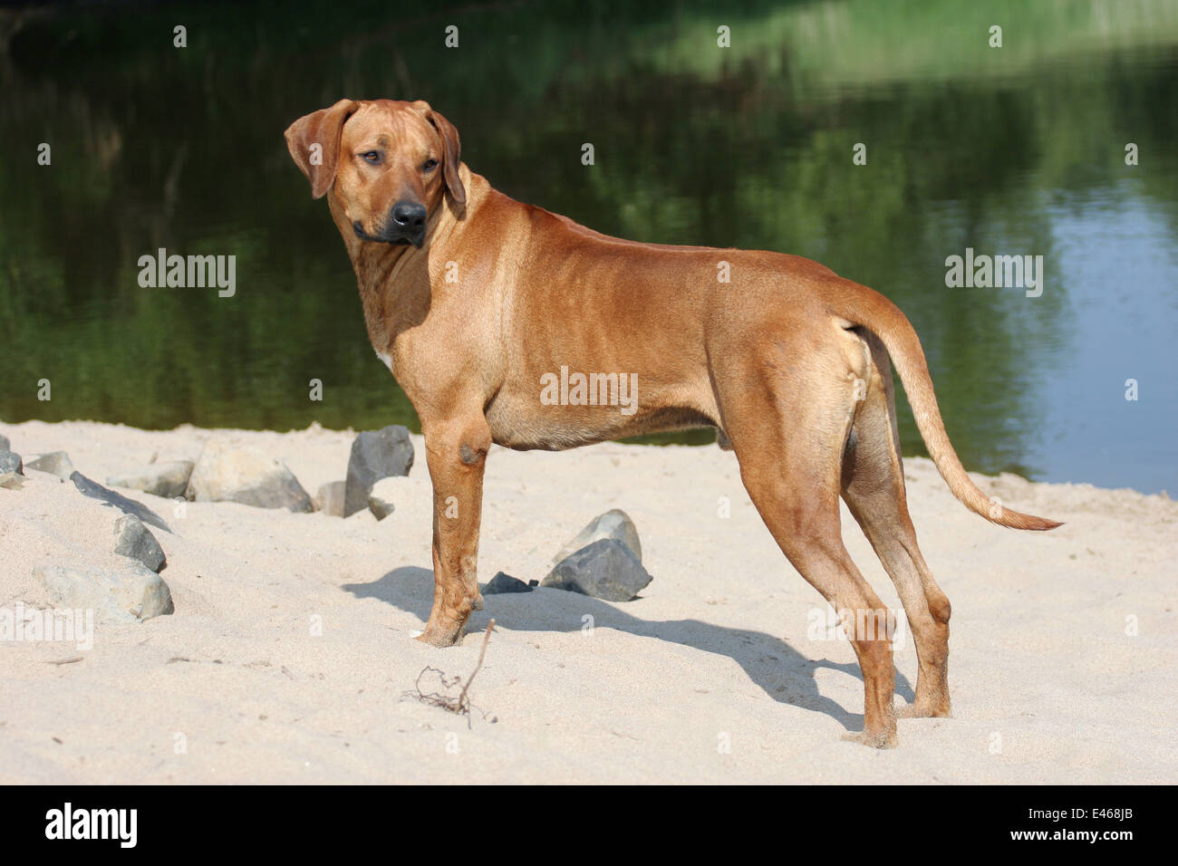 standing Rhodesian Ridgeback Stock Photo - Alamy