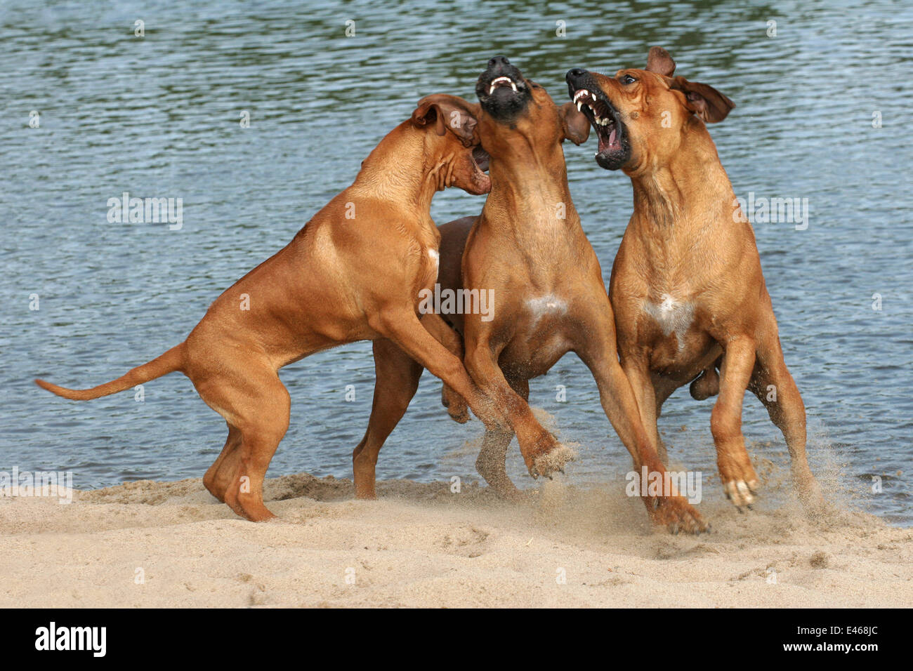 playing Rhodesian Ridgebacks Stock Photo - Alamy