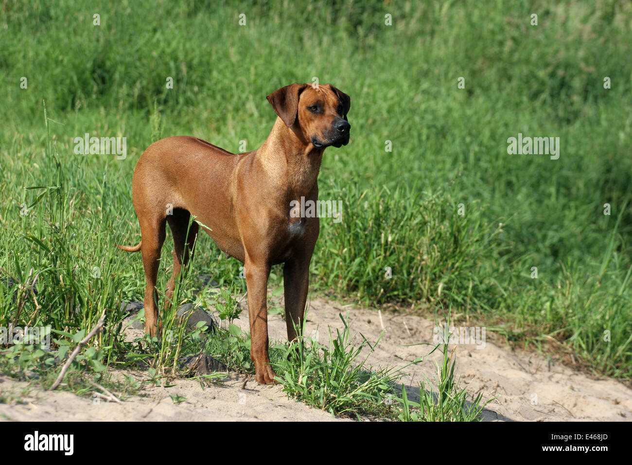 standing Rhodesian Ridgeback Stock Photo - Alamy