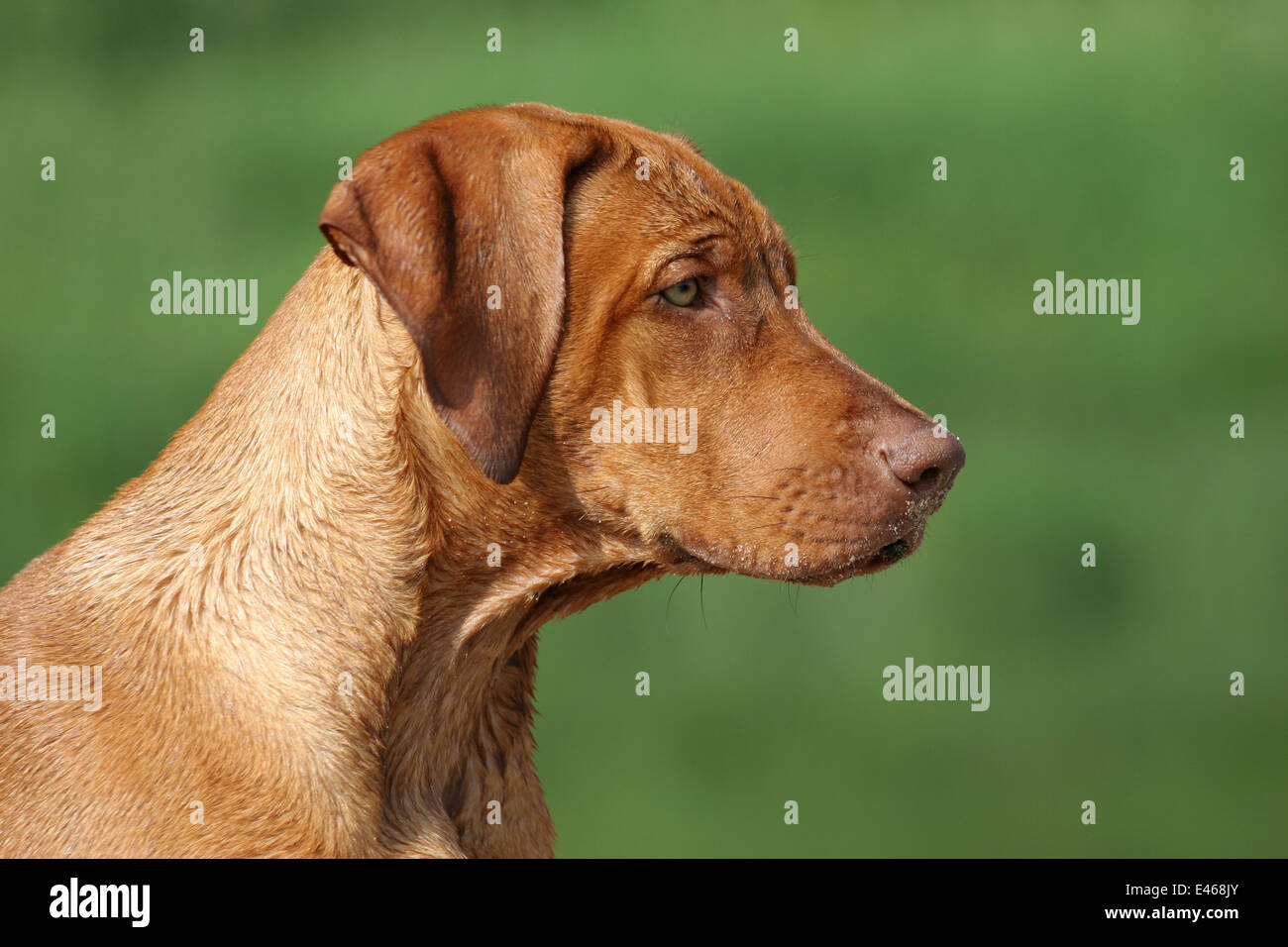 Rhodesian Ridgeback Portrait Stock Photo - Alamy
