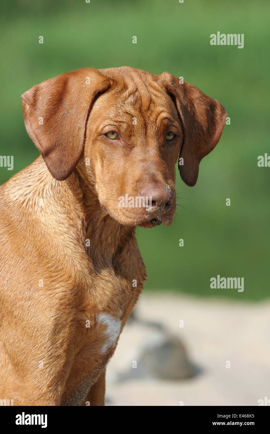 Rhodesian Ridgeback Portrait Stock Photo - Alamy