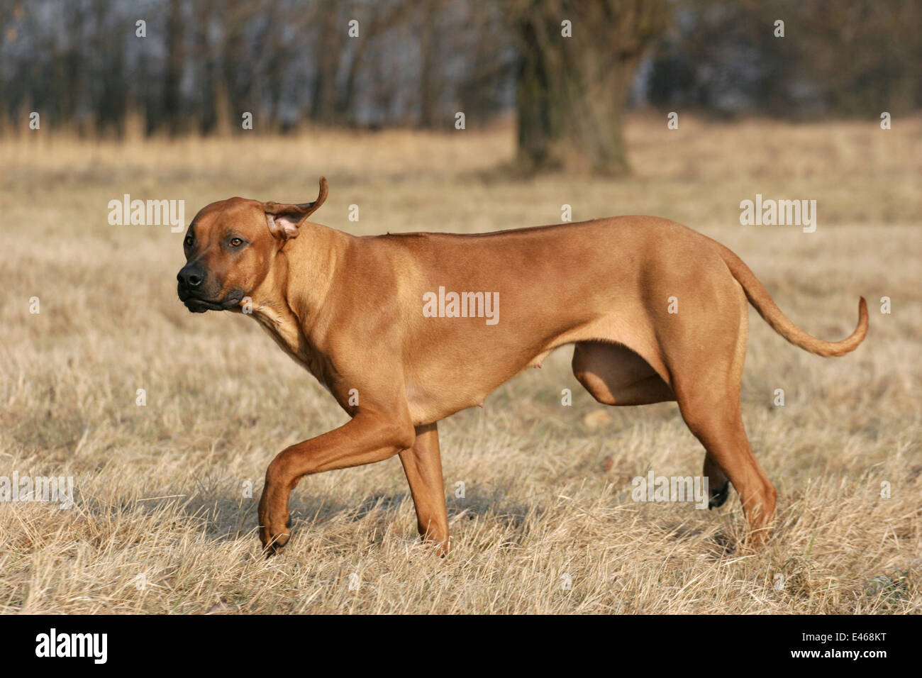 Animal animals autumn dog dogs fall motion running runs hi-res stock ...