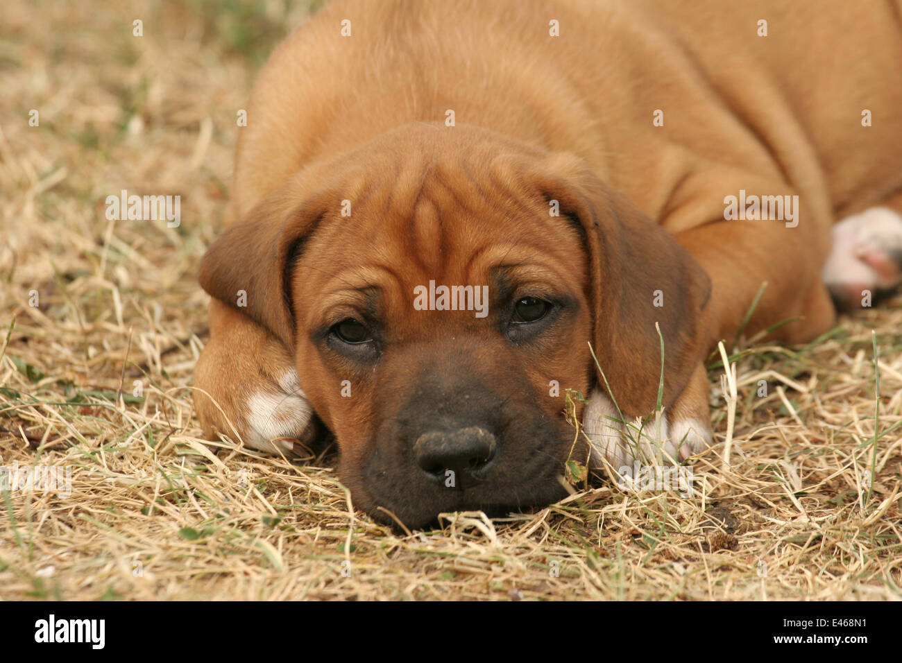 Rhodesian Ridgeback Puppy in garden Stock Photo - Alamy