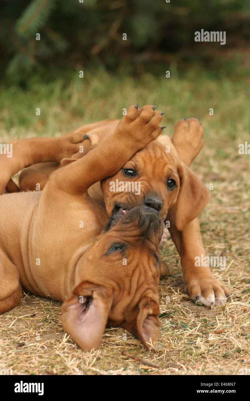Playing rhodesian ridgeback hi-res stock photography and images - Alamy