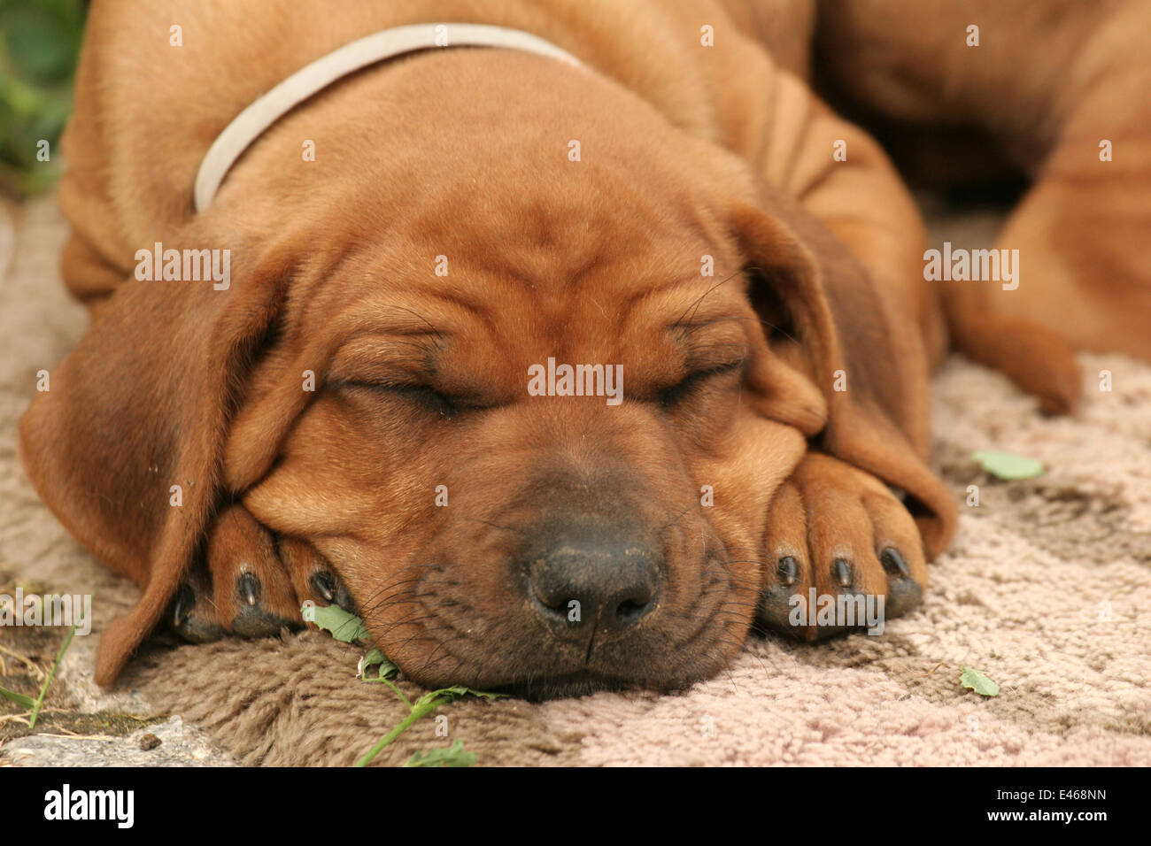 sleeping Rhodesian Ridgeback Puppy Stock Photo - Alamy