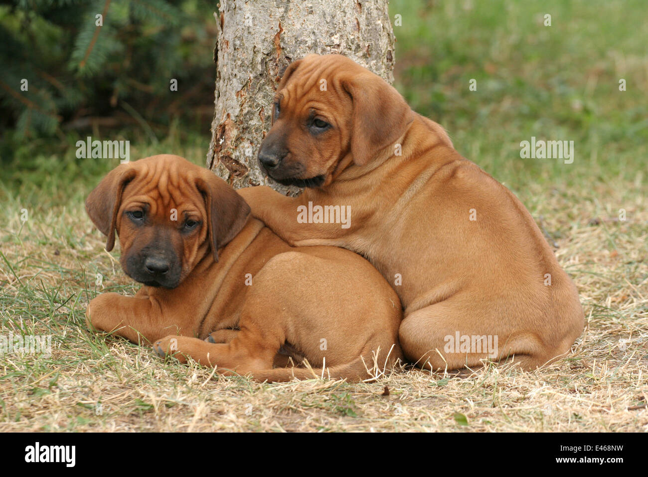 playing Rhodesian Ridgeback puppies Stock Photo - Alamy