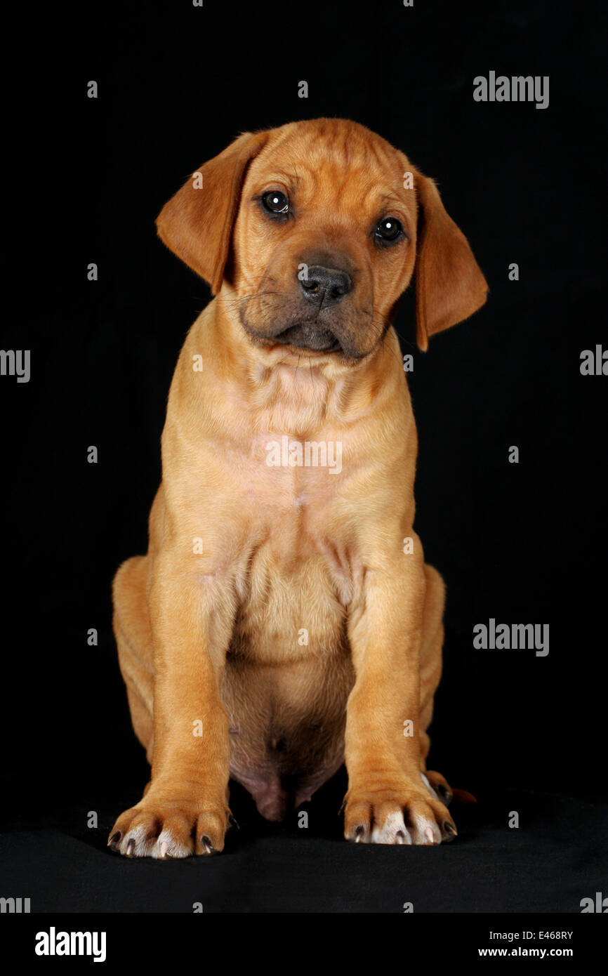 Black rhodesian ridgeback hi-res stock photography and images - Alamy