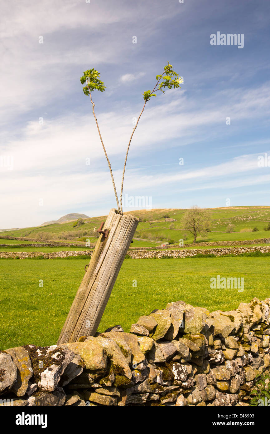 Tree growing out of a wall hi-res stock photography and images - Alamy