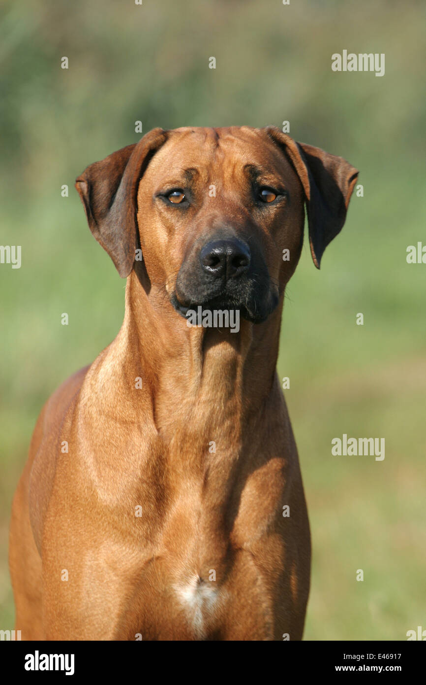 Rhodesian Ridgeback Portrait Stock Photo - Alamy