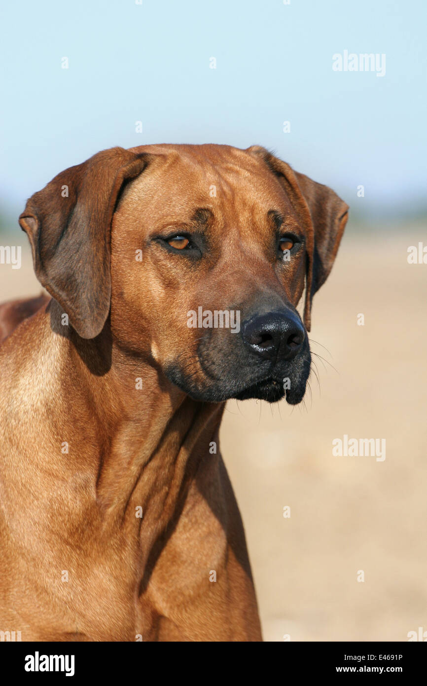 Rhodesian Ridgeback Portrait Stock Photo - Alamy