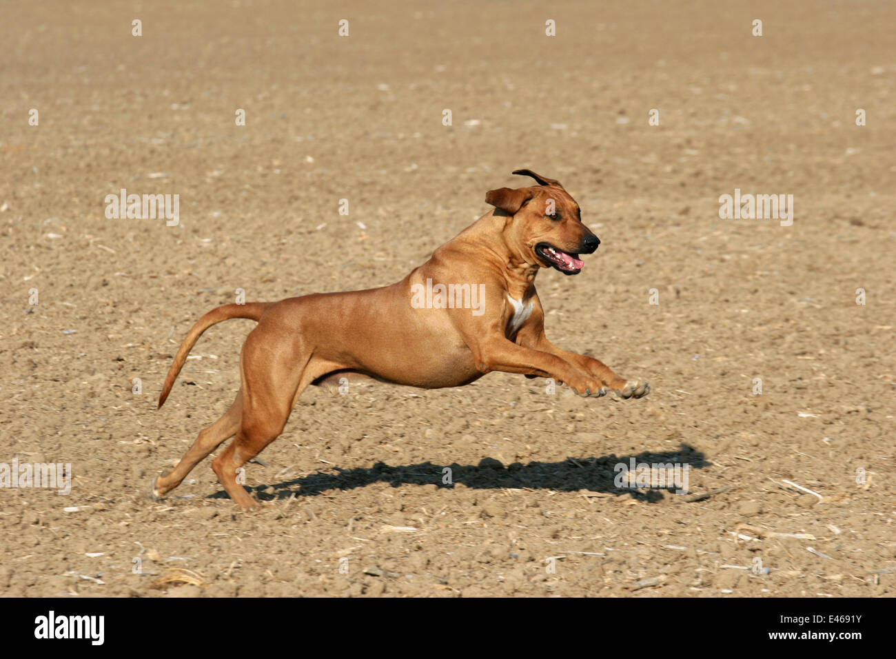 running Rhodesian Ridgeback Stock Photo - Alamy
