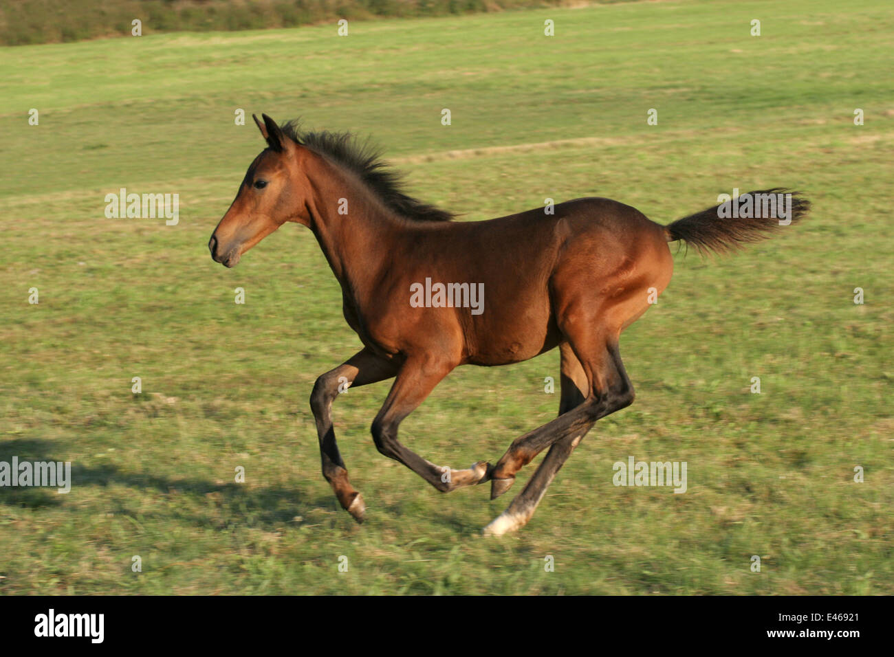 Horse foal pony gallop running hi-res stock photography and images - Alamy