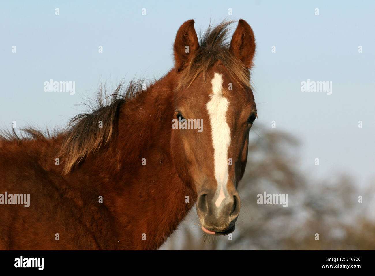 Horse portrait summer yearling young hi-res stock photography and ...