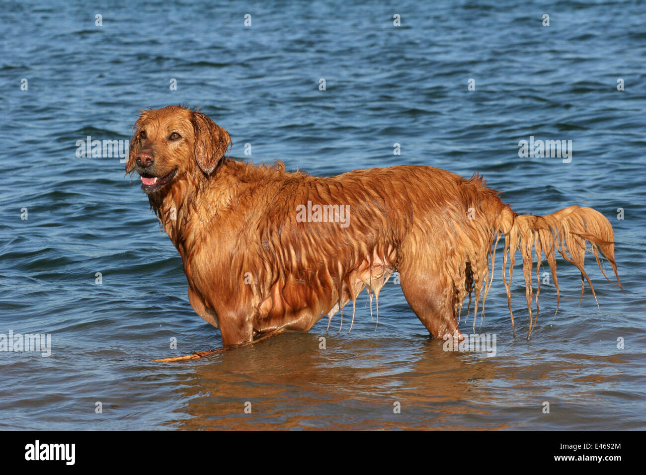 Golden Retriever in the water Stock Photo - Alamy